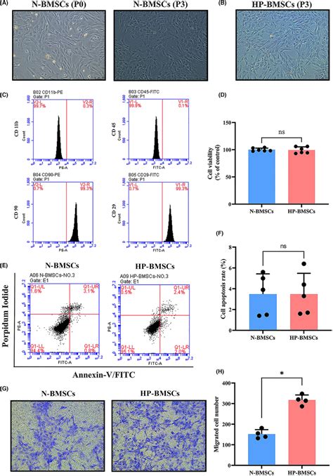 Characteristics Of Bone Marrow‐derived Mesenchymal Stem Cells Bmscs