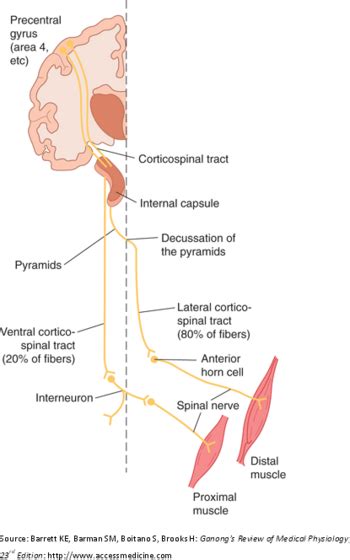 Dti Tractography Challenge Tract Namic Wiki