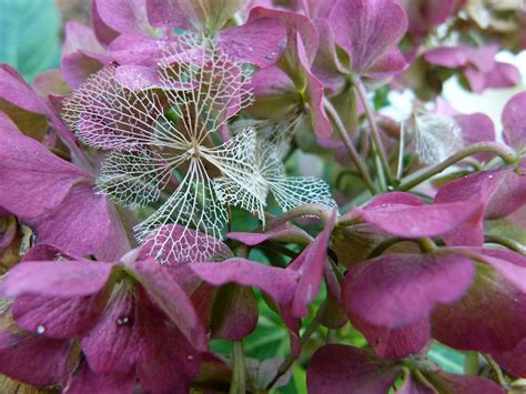 Mes Bifouillages Fleurs De Dentelle Dentelle Aux Fuseaux