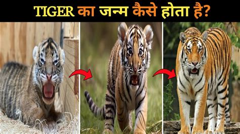 टाइगर का जीवन चक्र। Tiger Life Cycle Video Life Cycle Of Tiger In Hindi