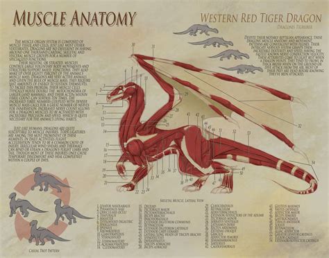 Dragon Anatomy Muscle By ~uberkudzu On Deviantart ★ Character