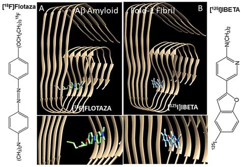 Aβ Fibril Model With Flotaza And Ibeta Chimera Autodock Vina Models Of Download Scientific