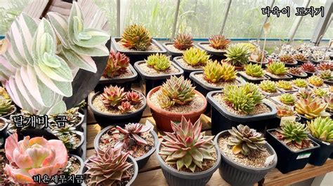 남사화훼단지 현지다육 다육이농원 달개비금 화분 비욘세무지금 방울복랑금 원숭이꼬리선인장 보석금전수등 Youtube