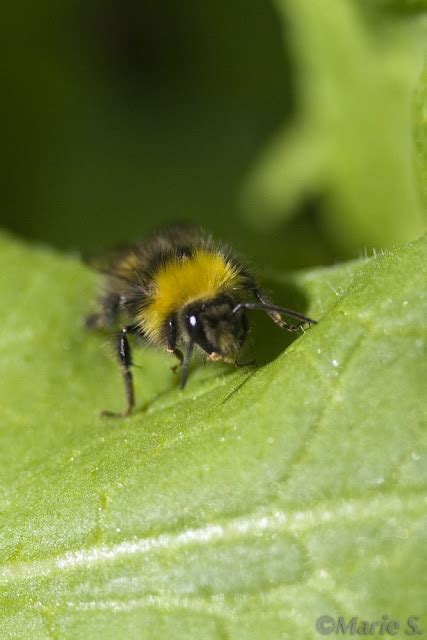 Le Blog De Marie S J Ai Descendu Dans Mon Jardin