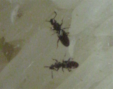 Grain Beetles What S That Bug