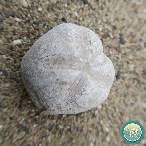 An Apel A Day Fossil On Science Kit Giveaway