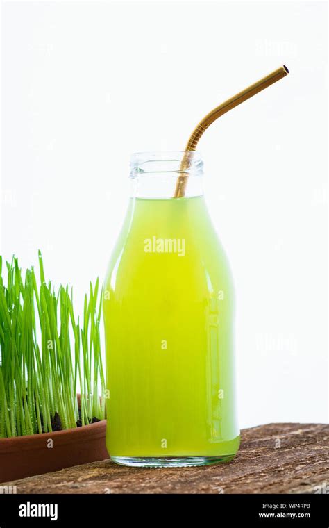 Fresh Young Wheatgrass Growing In A Terracotta Pot Isolated Against A