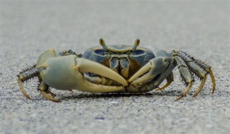 Granchio Blu Bonaccini E Mammi Dichiarare Emergenza Nazionale