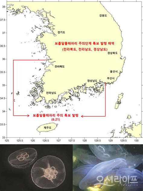 올해 첫 보름달물해파리 주의단계 특보 발령
