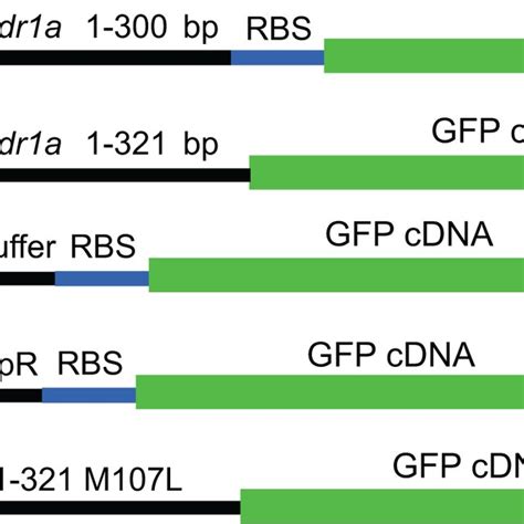 Schematic Of Gfp Fusion Constructs Gfp Reporter Constructs Were Download Scientific Diagram