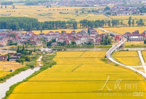 江苏泰州：“丰”景图画 人民图片网