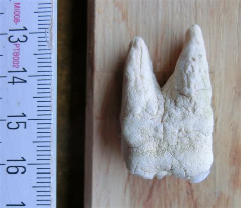 Mammal Tooth Found With Sub Fossil Molluscs Fossil Id The Fossil