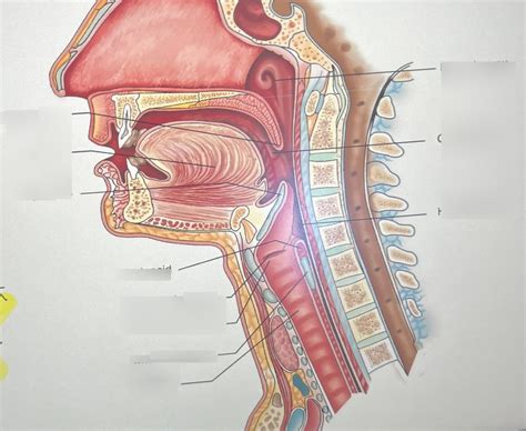 Anatomy Diagram Quizlet