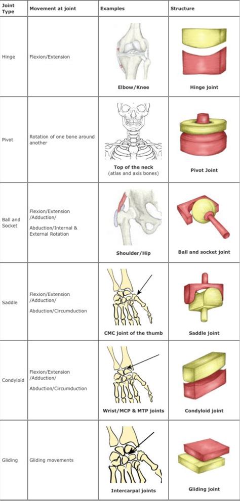 Joints Joints Anatomy Basic Anatomy And Physiology Human Anatomy