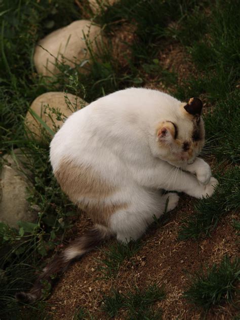 Lucy 4 By Rldstock On Deviantart