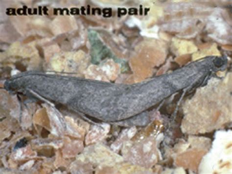 Almond Moth