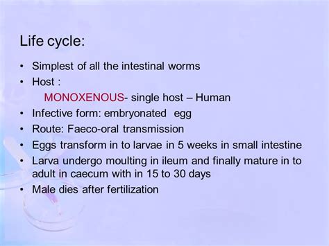 Enterobius Vermicularis Life Cycle