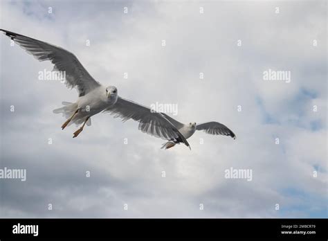 Seagulls Known As Seabird Flying Over The Greek Shore At Aegean Sea