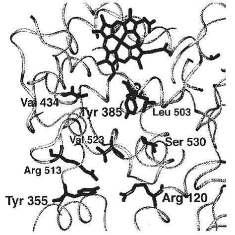 Structure Of The Cyclooxygenase Active Site Of Murine Cox 2 Download