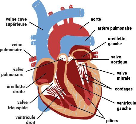 Schéma des valves du coeur Anatomie humaine organes Anatomie du