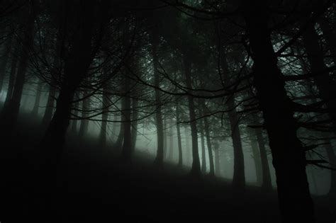 Sunlight Trees Forest Leaves Monochrome Night Nature Silhouette