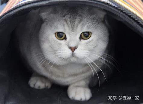 金渐层vs银渐层：除了颜色，还有哪些区别？