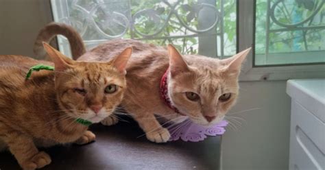 20 Most Unique Ways On How To Celebrate Cats Birthday