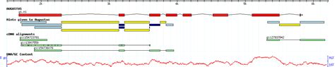 Augustus Gene Prediction