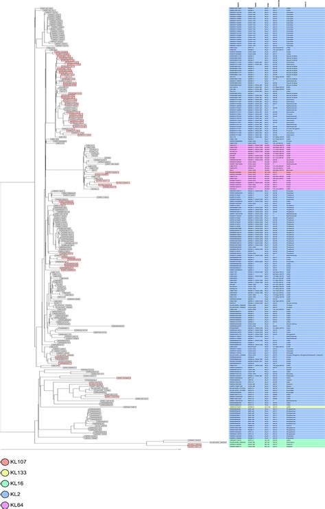 Neighbour Joining Tree Based On The Cgmlst Of 212 K Pneumoniae St14 Download Scientific