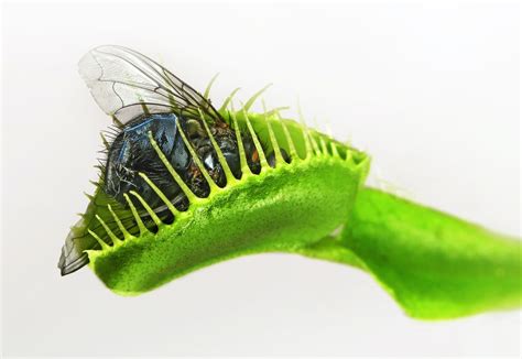 The Best Plants That Eat Bugs Carnivorous Plants That We Love