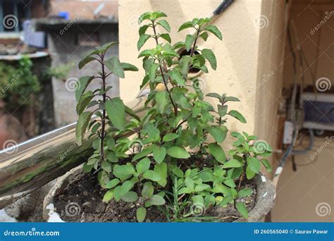 Tulsi In A Terracotta Potocimum Tenuiflorum Commonly Known As Holy