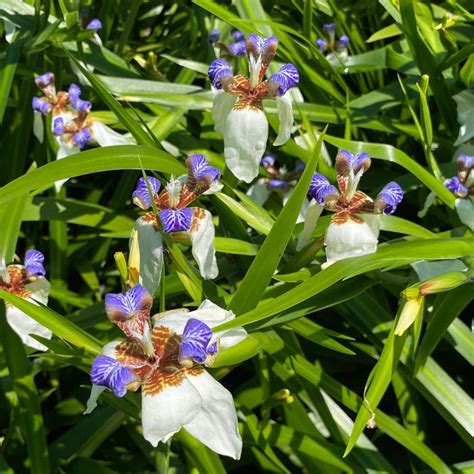 Walking Iris Neomarica Gracilis Tropical Foliage — Byronbaybamboo