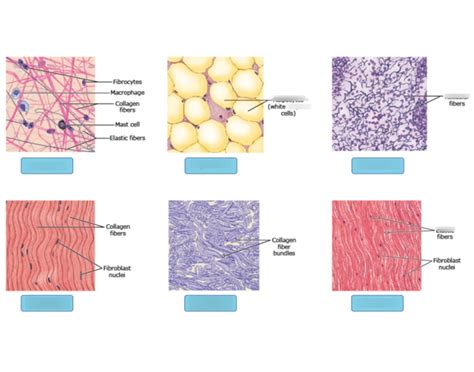 Connective Tissue Proper Labelling — Printable Worksheet