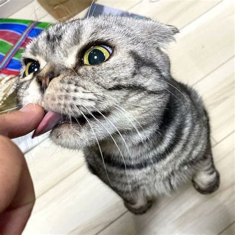 「ぺっと吐き出す。飲んでくれたと思っても飲んだふり。そんな猫へ錠剤をあげるコツをつかんだお話【連載】渋ネコししまるさん 」ごる猫 Σっ