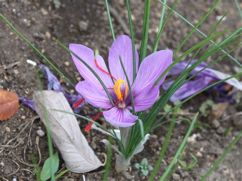 藏红花 Crocus sativus 科技研花图画书