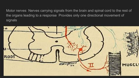 Nervous System Class 5 Pptx