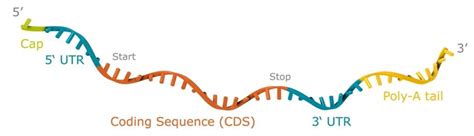 Vaccines Free Full Text MRNA Vaccine Protects Against Zika Virus