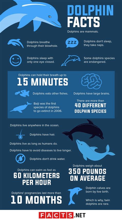 65 Playful Dolphin Facts To Entertain You Facts Net