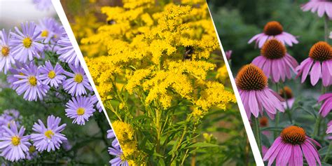 How To Create Perennial Plant Combinations Color PinyourPin