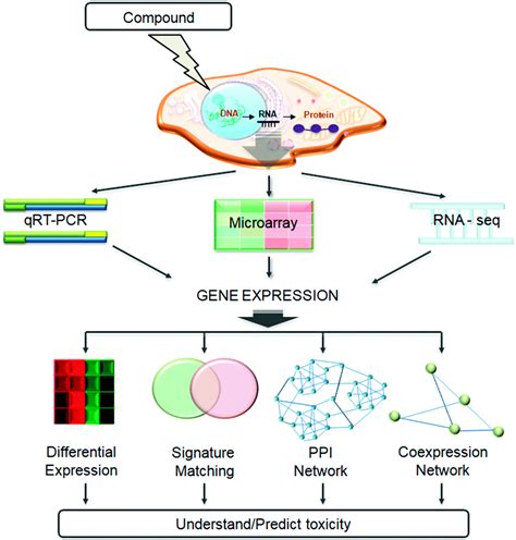 Developments In Toxicogenomics Understanding And Predicting Compound Induced Toxicity From Rna