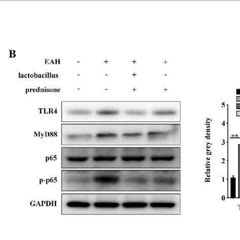 Prednisone And Lactobacillus Inhibit The Expression Of Tlr4myd88nf κb