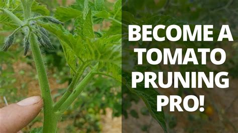 Square Foot Gardening Indeterminate Tomatoes All About Hobby