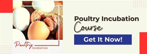 Deworm Chickens Naturally Effective Methods For Parasite Control