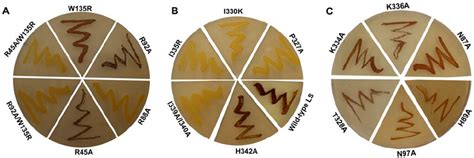 Bacterial Complementation Assay Using Various Mutants Of The Ls And The