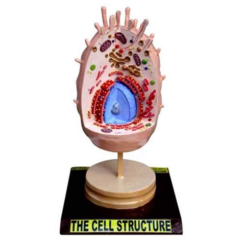 Polymerised Rubber Human Cell Structure Model Color Diffrent Colors At Best Price In Mumbai