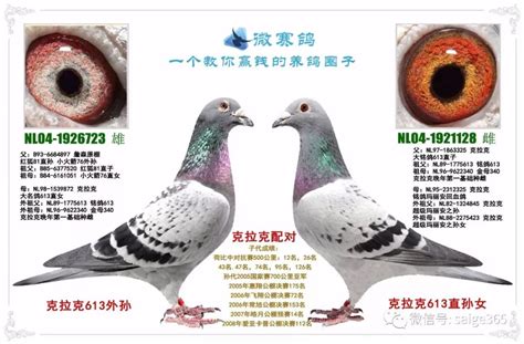 高级种鸽配对图片霸王大山谷图库
