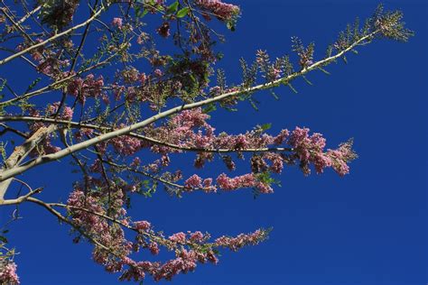 Keindahan Pohon Bunga Gamal Tips Petani