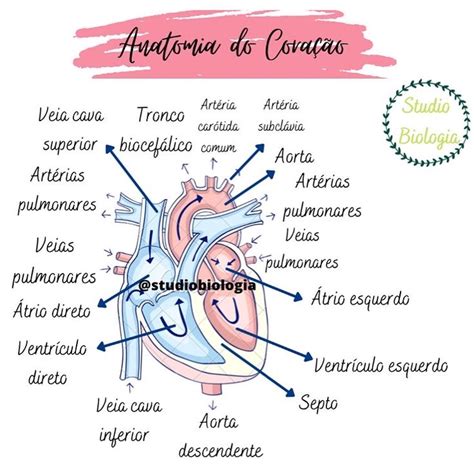 Anatomia Do Coração Coração Anatomia Estrutura Do Coração Técnico
