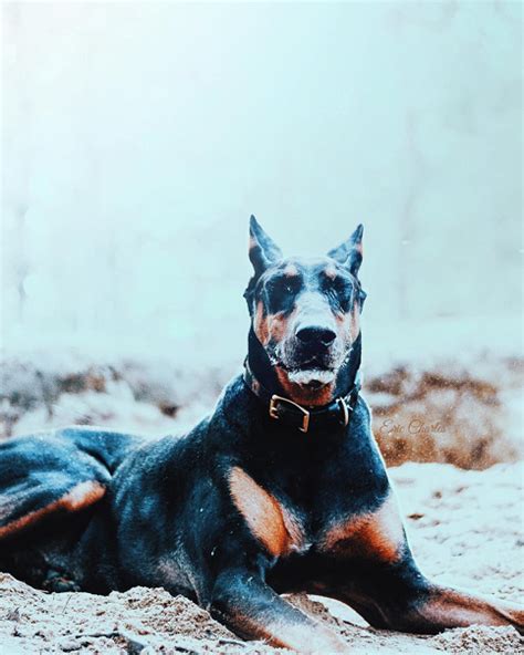 Доберман One Love Oleg Mamatenko ВКонтакте