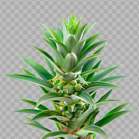 Premium Psd Pineapple Plant With Short Stout Stem Short Plant And